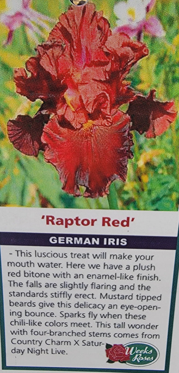 Iris Raptor Red – Prairie Blossom Nursery