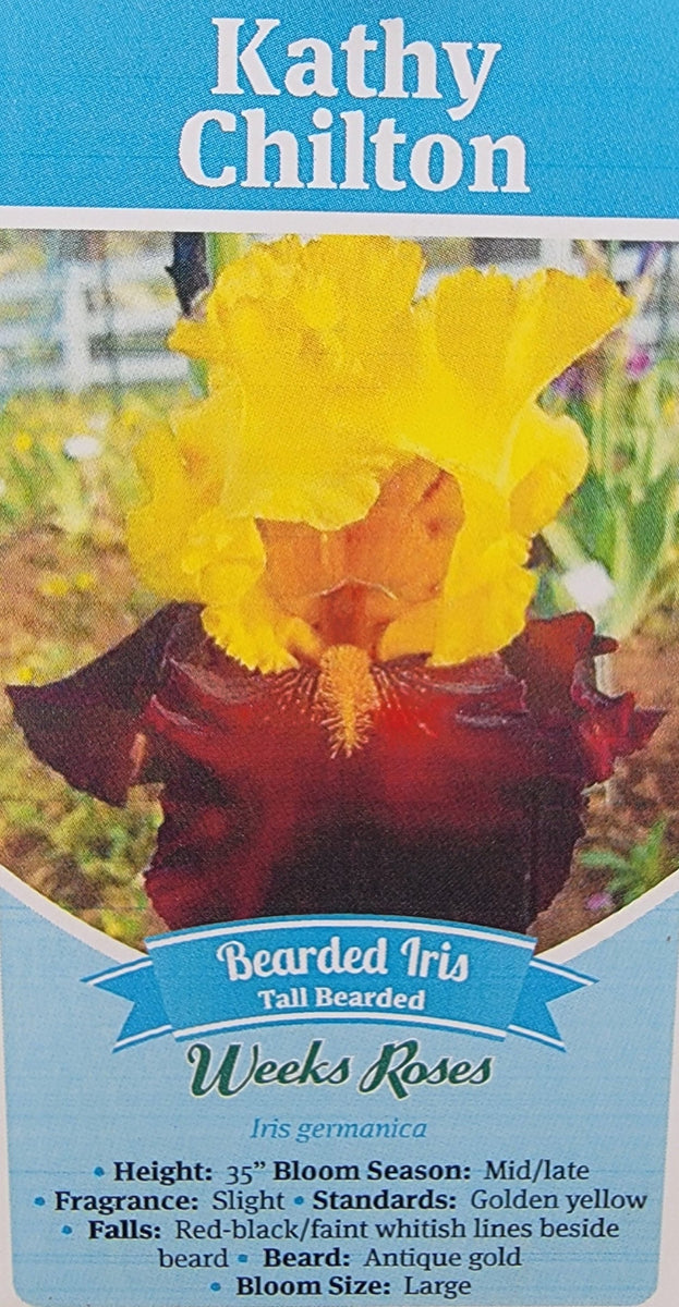 Iris Kathy Chilton – Prairie Blossom Nursery