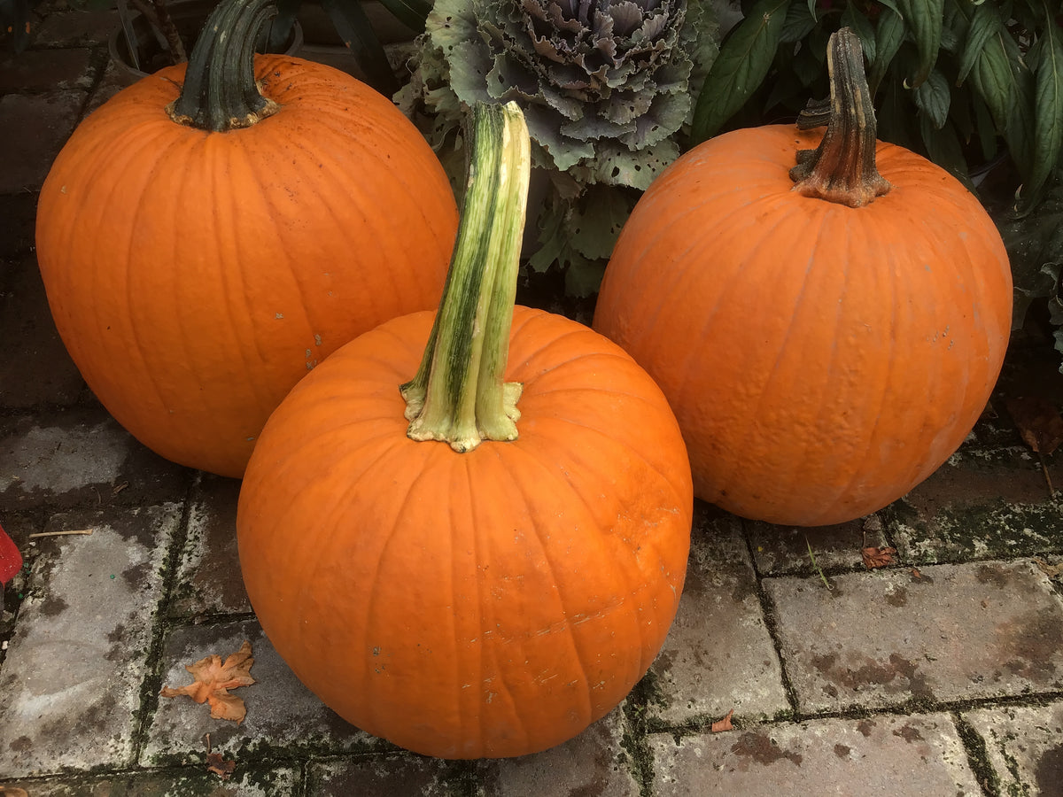 Carving Pumpkins & Ornamental Gourds – Prairie Blossom Nursery
