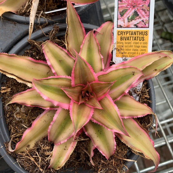 Cryptanthus Bivattatus Pink Starlight – Prairie Blossom Nursery