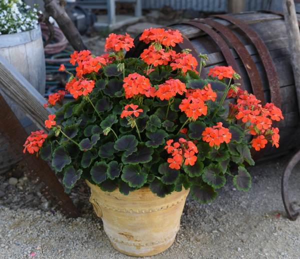 Geranium pelargonim Brocade Fire – Prairie Blossom Nursery