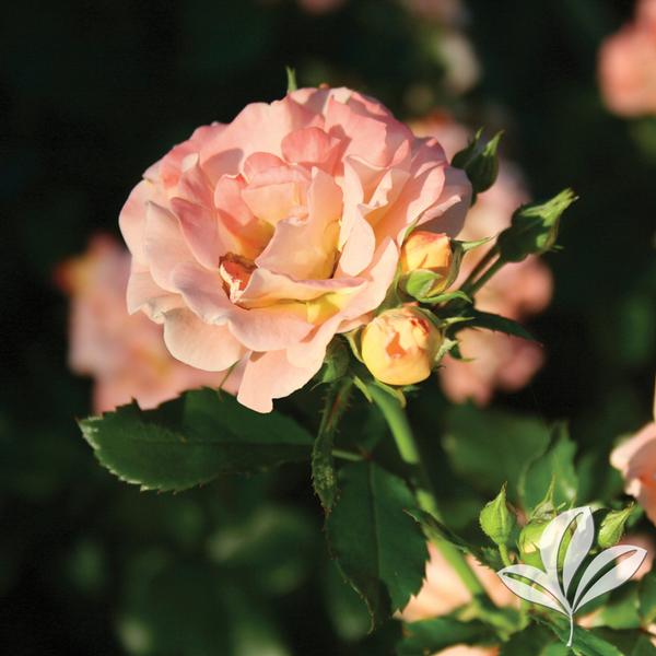 Rosa Ground-Cover Drift® Peach Rose – Prairie Blossom Nursery