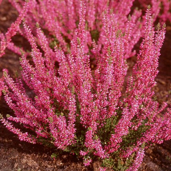 Heather Calluna Vulgaris – Prairie Blossom Nursery