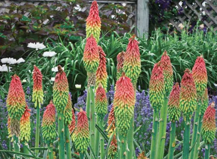 Kniphofia Hirsuta Fire Dance – Prairie Blossom Nursery
