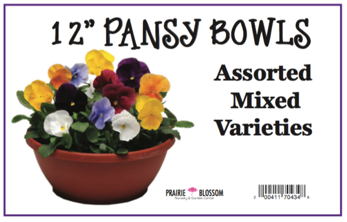 12" Pansy Bowl (Assorted Colors) – Prairie Blossom Nursery