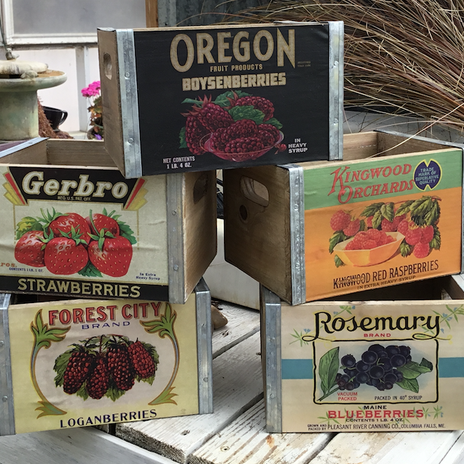 PHC Assorted Berry Boxes – Prairie Blossom Nursery