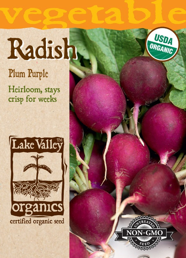 Organic Radish Plum Purple Heirloom – Prairie Blossom Nursery