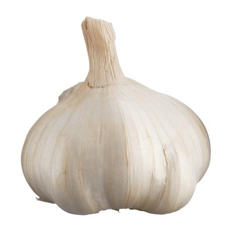 Colossal Garlic_per lb. – Prairie Blossom Nursery