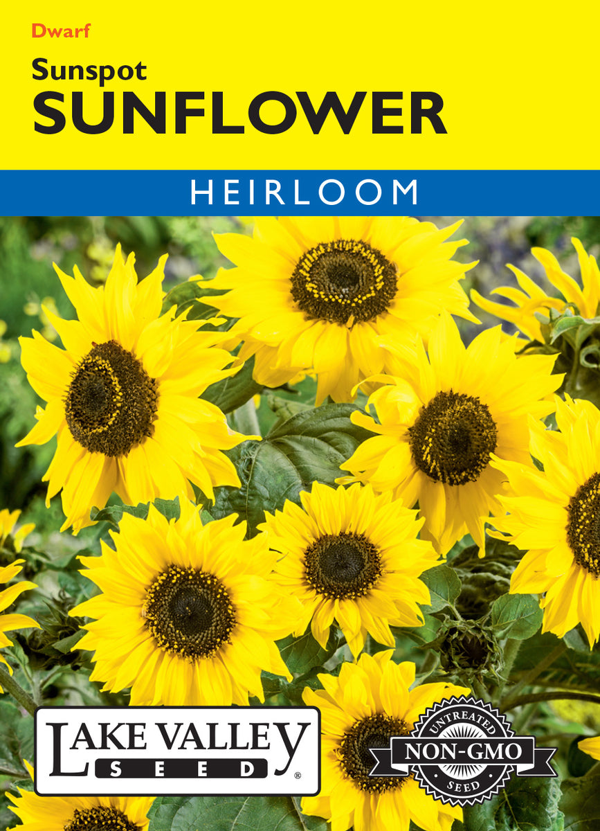 SUNFLOWER SUNSPOT DWARF HEIRLOOM – Prairie Blossom Nursery