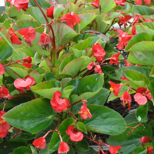 Begonia Whopper® Red (Bronze & Green Leaf) – Prairie Blossom Nursery