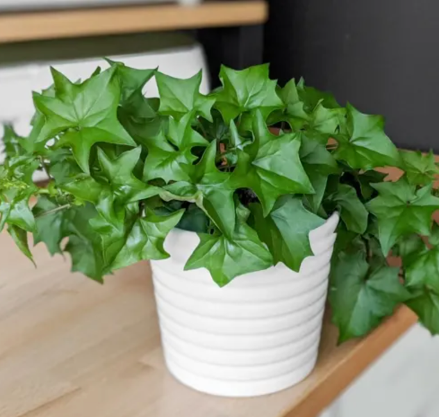 'German Ivy' (Senecio mikanioides) – Prairie Blossom Nursery