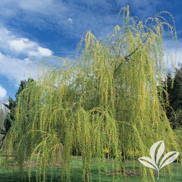 Willow Tree In Spring