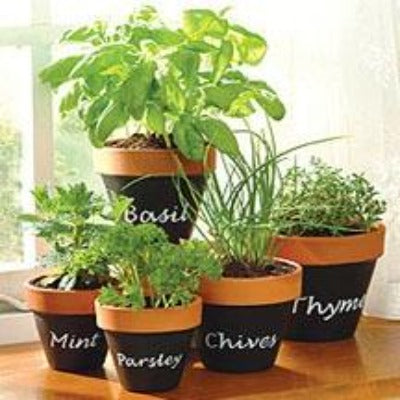 Deroma Azalea Pot Terra Cotta in/cm – Prairie Blossom Nursery